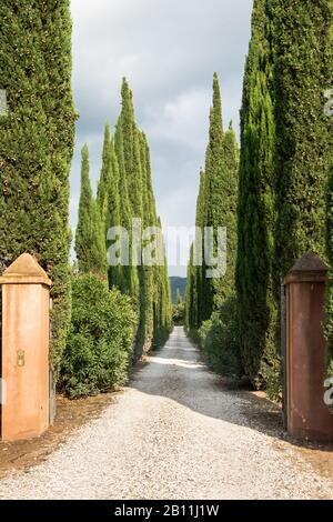 Driveway with Cypress Trees in Tuscany Stock Photo - Alamy