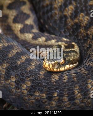 Coiled adder (Vipera berus) in natural heathland habitat in Hampshire ...