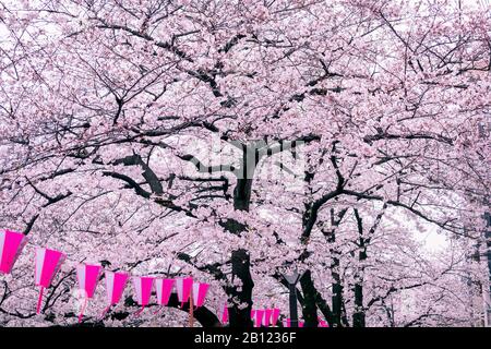 Cherry blossom rows along the Meguro river in Tokyo, Japan Stock Photo - Alamy