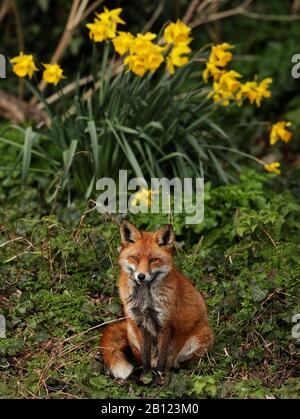 A fox on the banks of the River Dodder in Dublin. Picture date ...