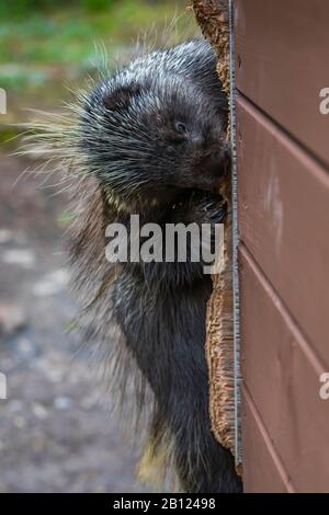 North American Porcupine, Erethizen dorsatum, chewing on plywood behind ...