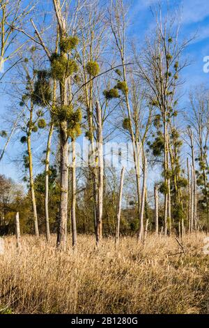 Bunches of European Mistletoe growing on a line Poplar trees - Touraine ...