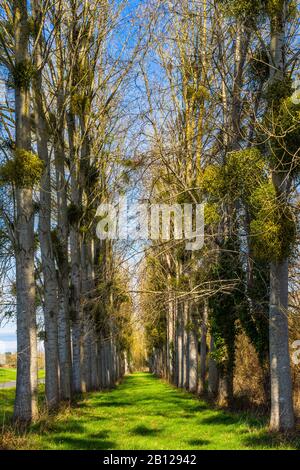 Bunches of European Mistletoe growing on a line Poplar trees - Touraine ...