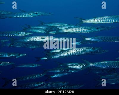 Great barracuda (Sphyraena barracuda). Taking in Red Sea, Egypt Stock ...