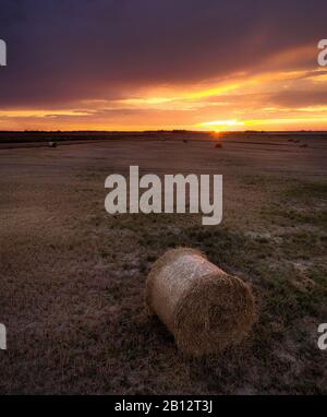 Field with golden haystacks at sunset in early autumn evening with a ...
