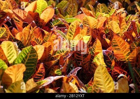 Multi-color Croton Nervia Plant, a beautiful tropical houseplant Stock ...