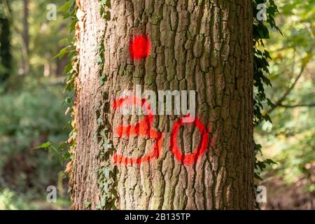 Trees Marked With an X To Be cut Down Stock Photo - Alamy