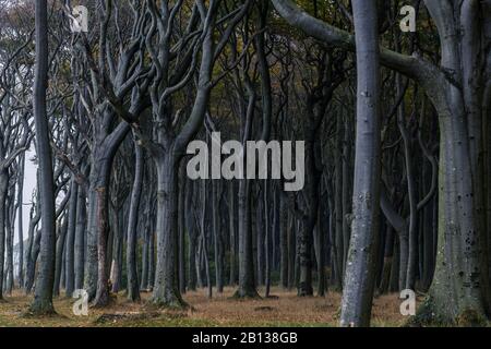 Gespensterwald (ghostly forest) - European Beech forest (Fagus ...