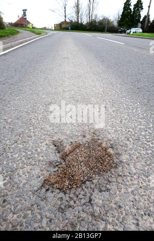 squashed hedgehog road kill Stock Photo - Alamy