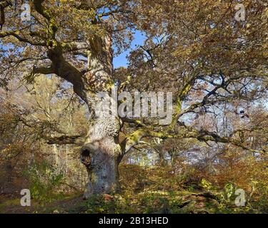 Upward view of old oak tree grove canopy at Corriganville Park in Simi ...