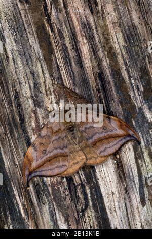 pebble hook-tip, Dusky Hook-tip (Drepana curvatula, Drepana acuta), sitting on bark welll ...