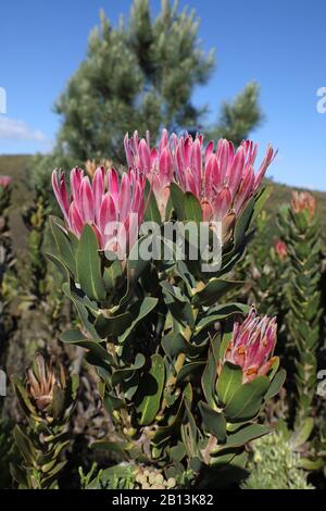 native South African protea plant in harsh sunlight, growing in ...
