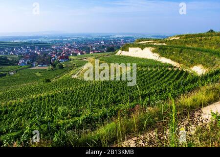 Vineyards near Ihringen, Germany, Baden-Wuerttemberg, Kaiserstuhl Stock ...