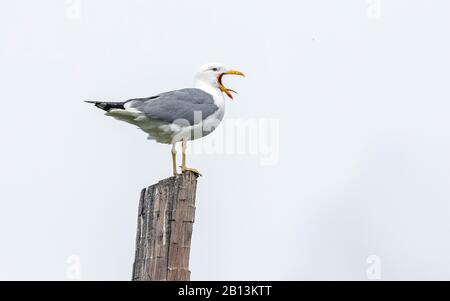 Steppe Gull (Larus (heuglini) barabensis Stock Photo - Alamy