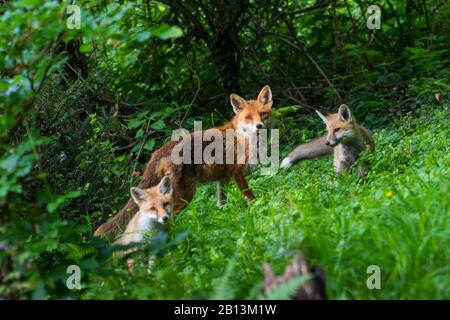 Nature, Switzerland, Wild, Fox, Vulpes vulpes, Red Fox, 30077755 Stock ...
