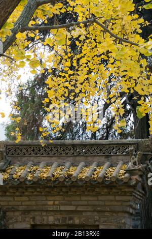 Fulaishan Dinglin Temple 4000-year-old ginkgo tree and ancient temple ...