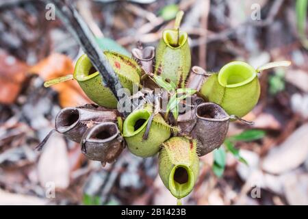 Carnivorous pitcher plants in the Amazon rainforest in Brazil, South ...