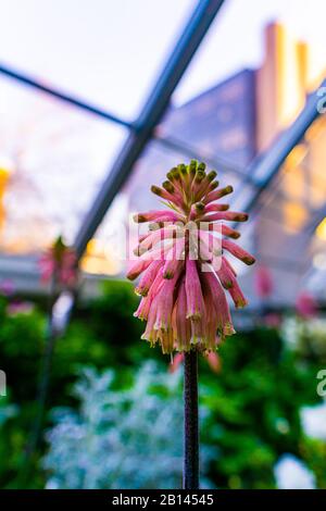 Veltheimia Bracteata Forest Lily Plant Stock Photo - Alamy
