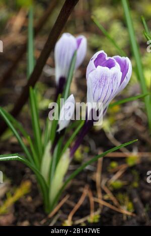 Crocus flowers growing in Eugene, Oregon, USA Stock Photo - Alamy