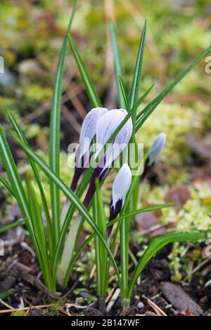 Crocus flowers in February Stock Photo - Alamy