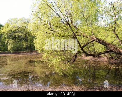 The tree bent over the pond in the Ninomaru Garden designed by Kobori ...