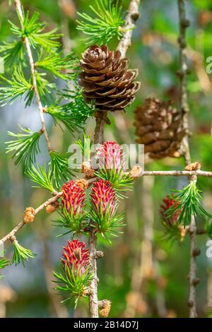 Close-up of young green pine cone surrounded by needles, symbolizing ...