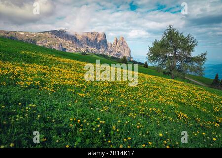 Beautiful alpine destination with yellow dandelion flowers on the green ...