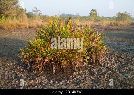 Tiger Fern( Acrosticum aureum) inside the Sundarbans, the largest ...