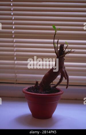 Flowers at home, bonsai 'Ficus Ginseng' and succulent Echeveria Stock ...