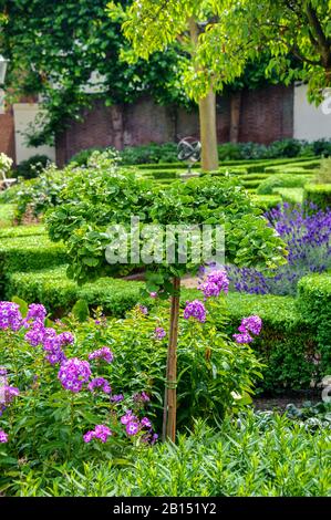 Maidenhair Tree, dwarf, Ginkgo biloba "Pine Glen Dwarf Stock Photo - Alamy