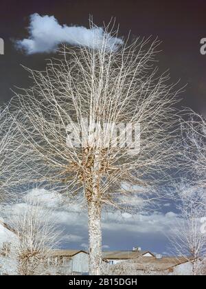 picture of a white tree, our world and plants in the infrared camera ...
