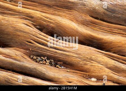 Saguaro Cactus Skeleton Carnegiea gigantea, Sedona, Arizona USA Stock ...