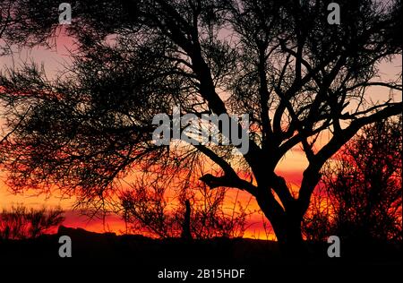 Palo Verde, Table Top Wilderness, Sonoran Desert National Monument ...