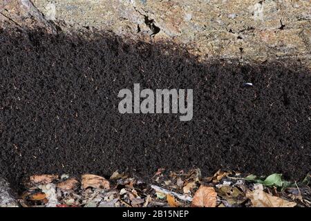 Bivouac of Army Ants (Eciton burchellii) on tropical dry forest floor ...