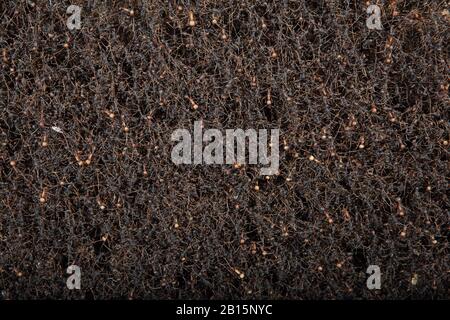 Close-up of an army ant bivouac -- a temporary shelter of the colony ...