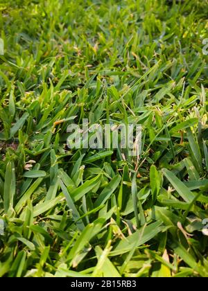 Reed grass, fresh spring time green Stock Photo - Alamy