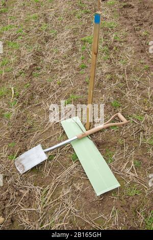 Tree Planting, Mourier Valley, St. John, Jersey, Channel Islands Stock ...