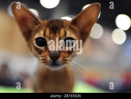 Abyssinian cat at cat show in Moscow Stock Photo - Alamy