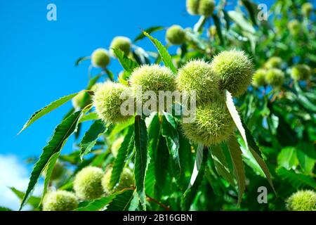 Italy Chestnuts tree Stock Photo - Alamy