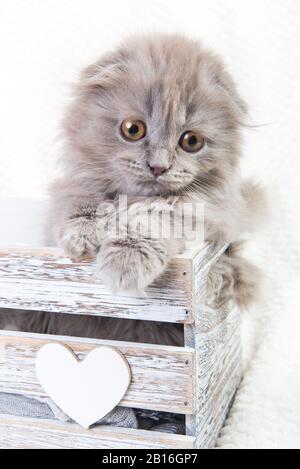Scottish fold Highland fold kitten gray fluffy cat Stock Photo - Alamy