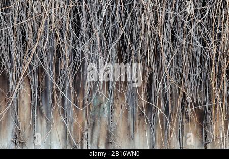 wooden fence entwined with branches of a bush, close-up for background ...