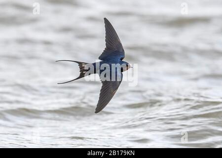 barn swallow (Hirundo rustica transitiva, Hirundo transitiva), flying ...