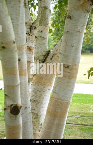 downy birch (Betula utilis 'Doorenbos', Betula utilis Doorenbos ...