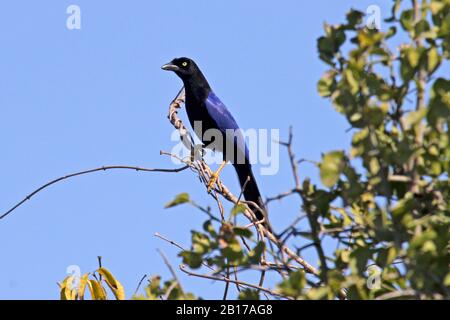 Purplish-backed Jay (Cyanocorax beecheii) is an endemic to the Pacific ...