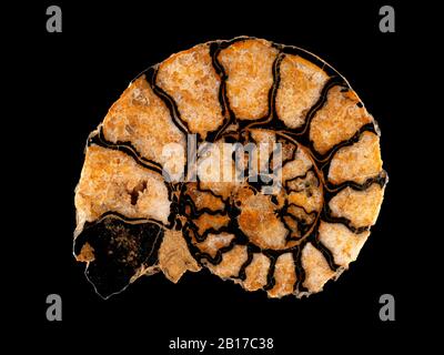 Polished cross-section of a fossil ammonite showing the spiral of ...