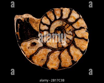 A cross-section of the spiral shell of an ammonite, an extinct sea ...