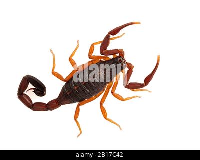 Slender Brown Scorpion (Centruroides gracilis Stock Photo - Alamy