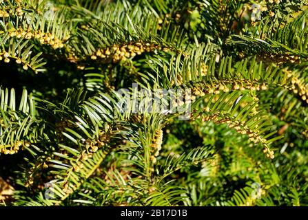 Prostrate Japanese Plum Yew perennial plant for ground cover Stock ...