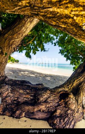 Old tree on beach, Indonesia Stock Photo - Alamy
