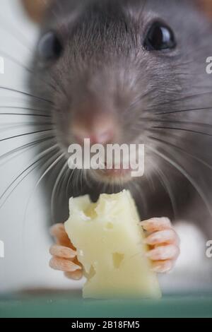Close-up of rat on cheese Stock Photo - Alamy